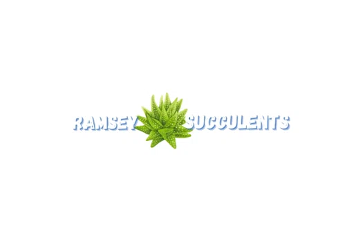 Ramsey Succulents Promo Code - 10% Off March 2026